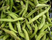 Fava - Giornale del cibo
