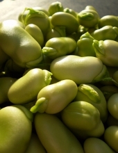 Fava - Giornale del cibo
