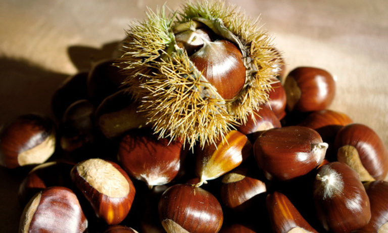 Castagne e marroni: le differenze e le caratteristiche