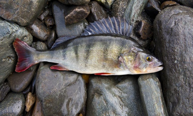 Pesce di lago: caratteristiche, pregi e specie da conoscere