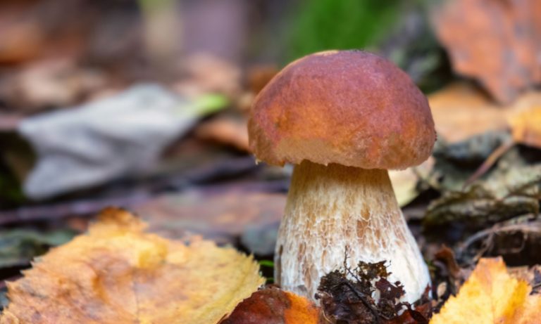 Tipi di porcini: quali sono quelli commestibili?